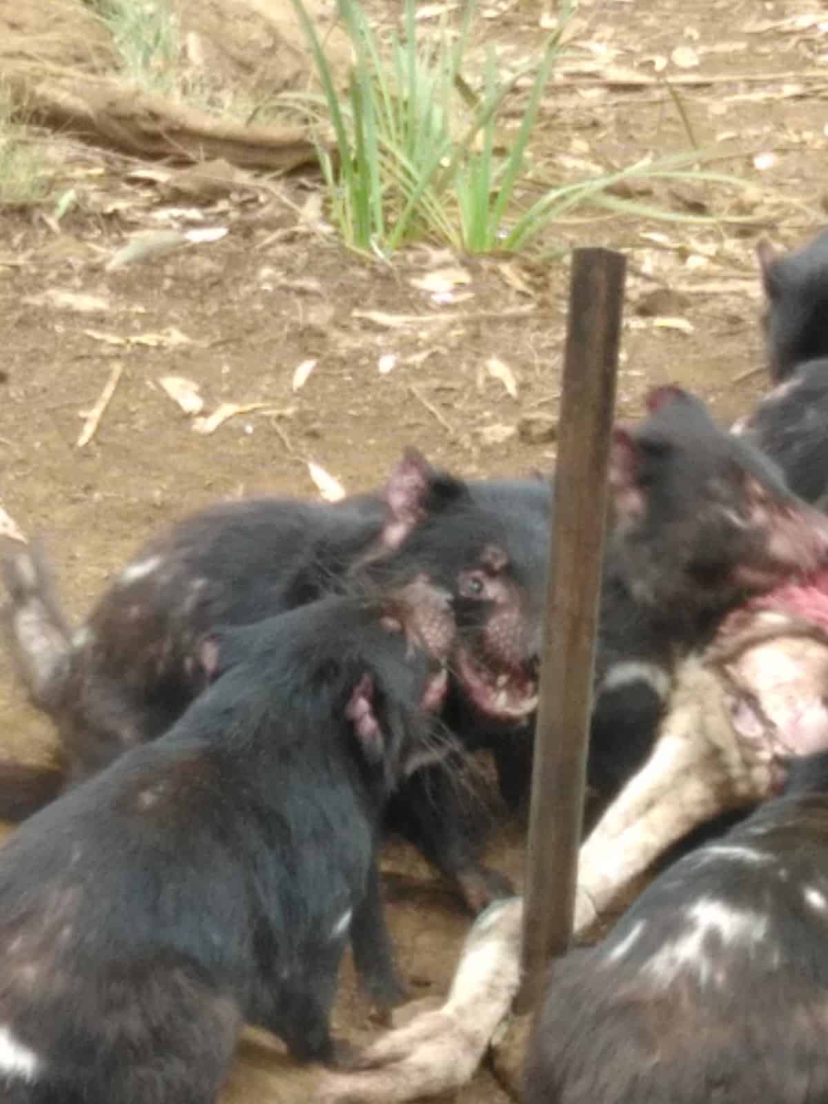 Visiting Tasmanian devils at Devil Ark - Success Tax Professionals